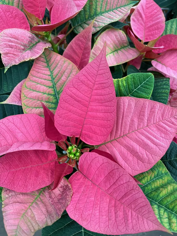 Pretty Pink Poinsettia | Rochester (NY) Same-Day Holiday Plants ...